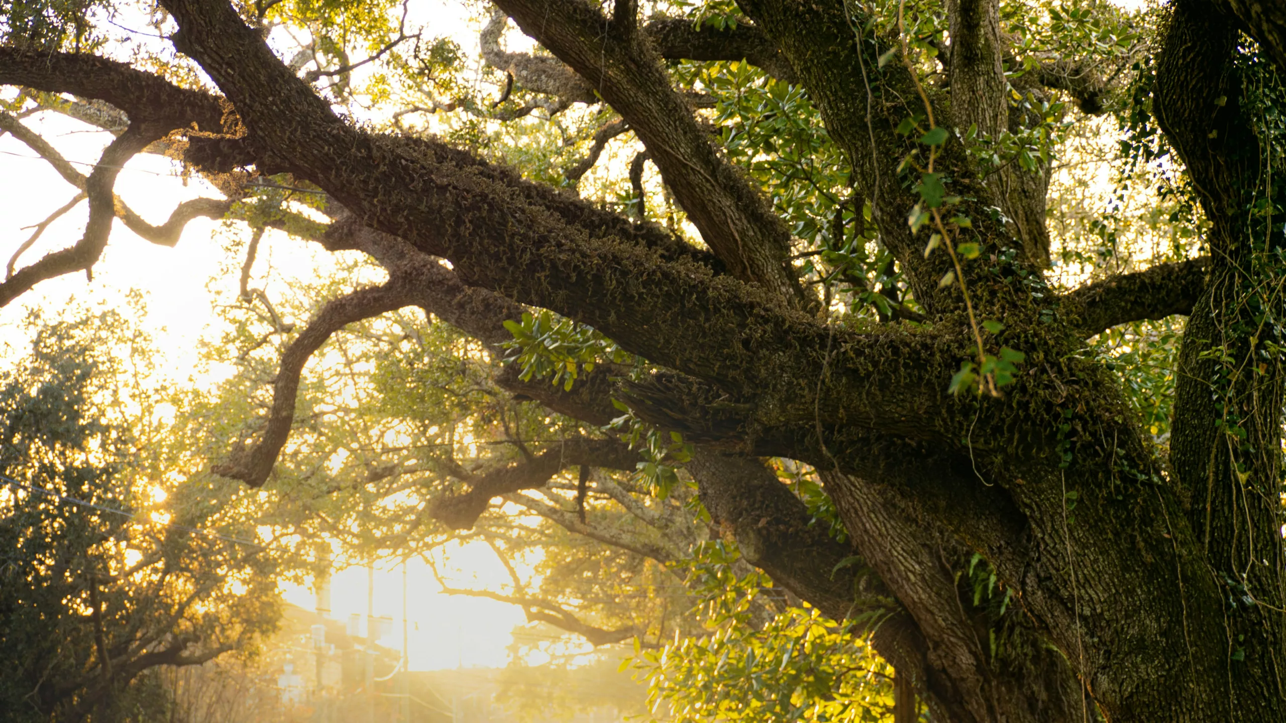 Les mystères du choc culturel : causes et symptômes